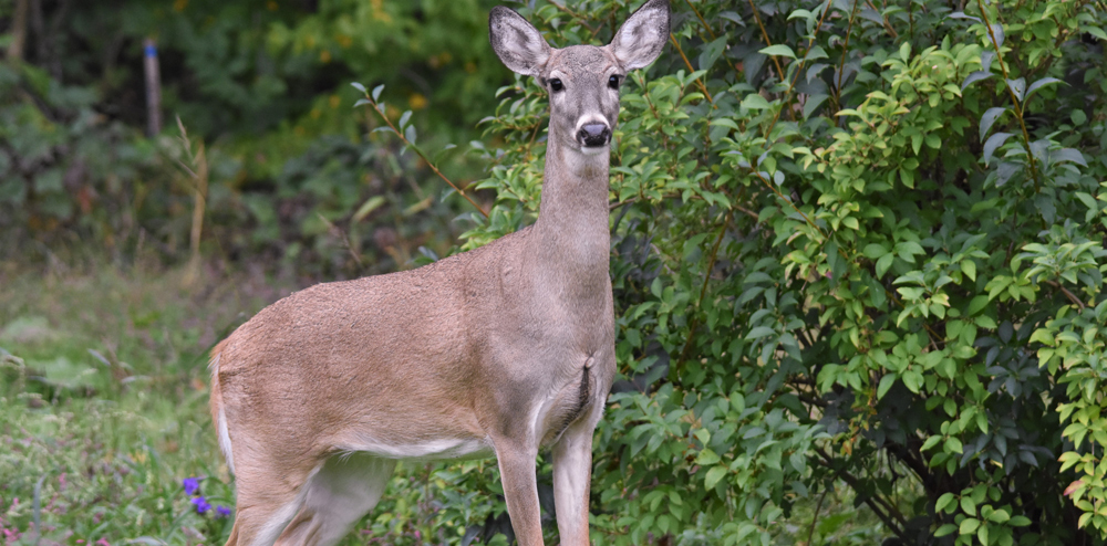Watch out: Council urging residents to be wary as feral deer hit the ...